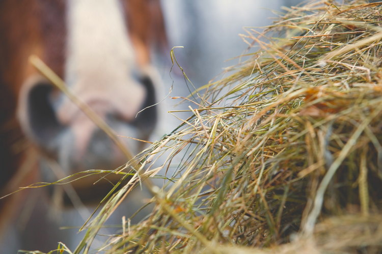 The differences between Hay and Haylage: The Production Process ...