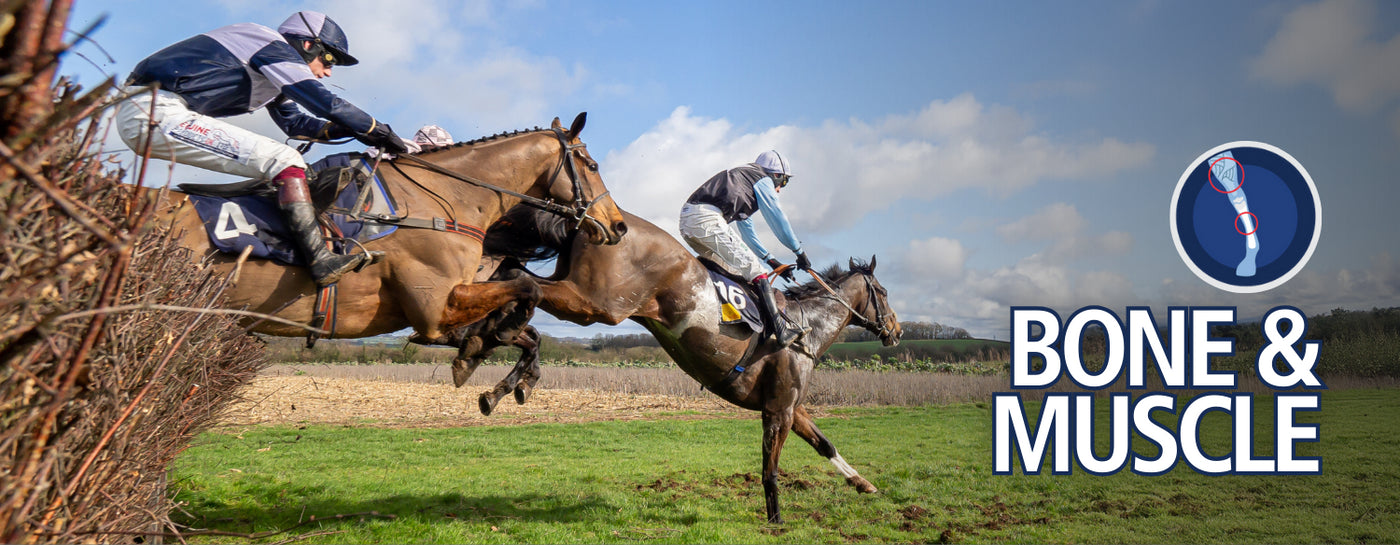 Bone & Muscle Support - equineproducts-ukltd